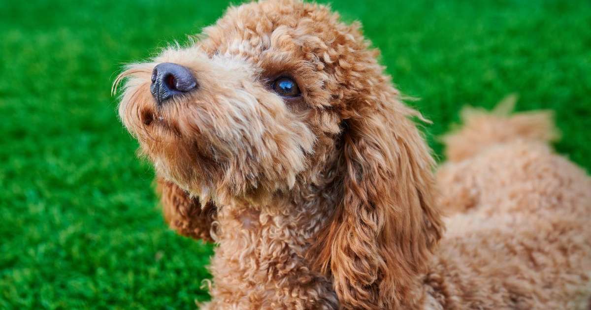 Descubra quais as raças de cães e gatos preferidas dos brasileiros