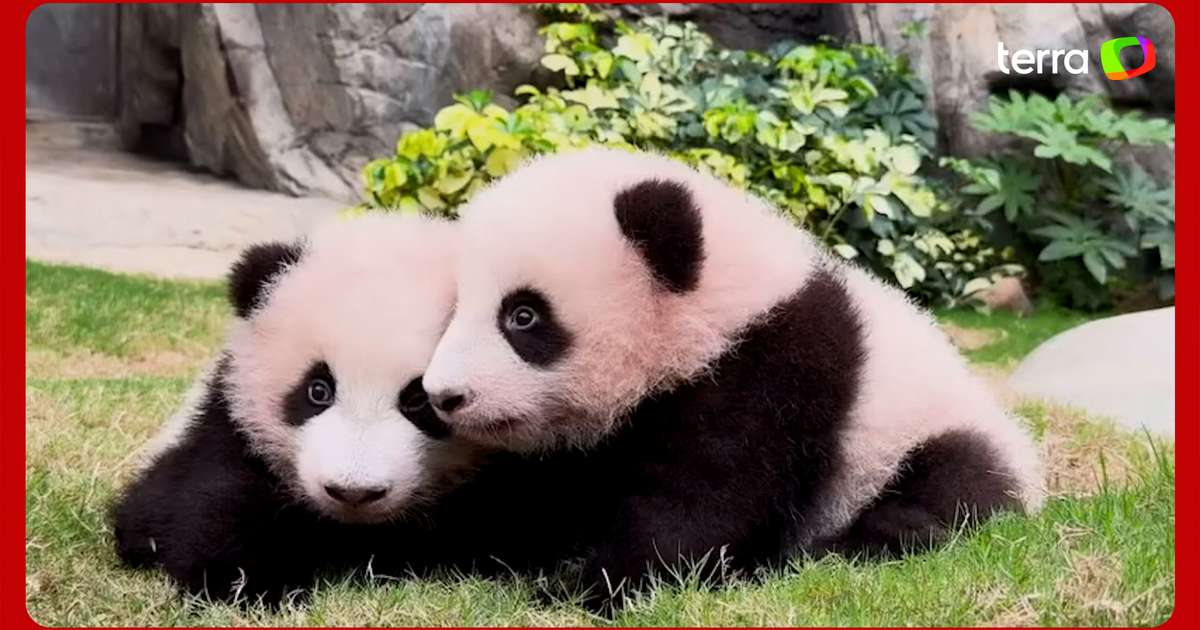 Irmãos pandas de 6 meses conquistam visitantes de parque com fofura; vídeo