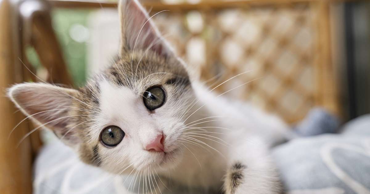O gato de cada signo