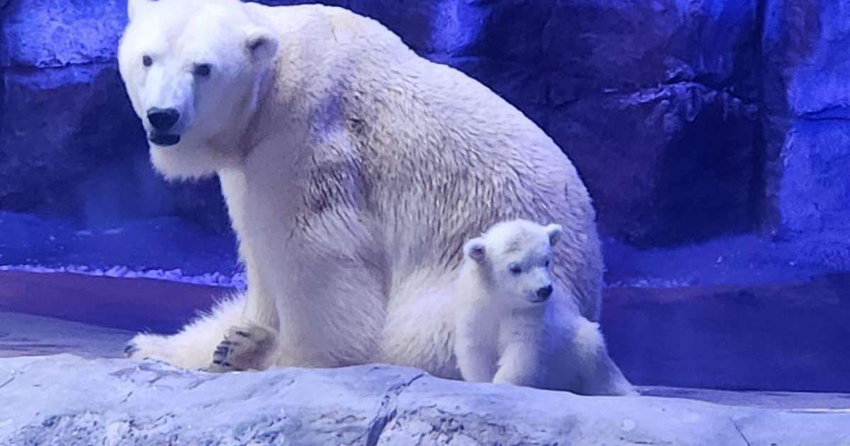 Bebê Nur: a história dos ursos polares no Aquário de SP em 15 imagens