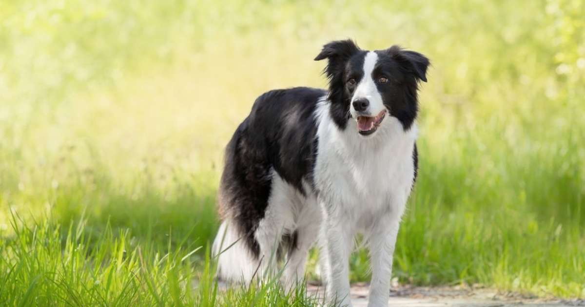 Tamanho do Border Collie: peso, altura e tudo mais que você precisa ...