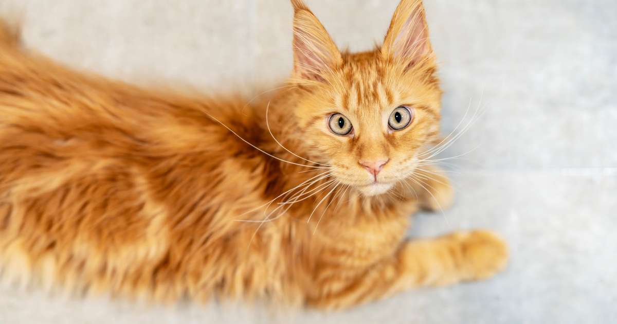 Essas são as 7 raças de gatos mais fortes do mundo: eles misturam porte ...