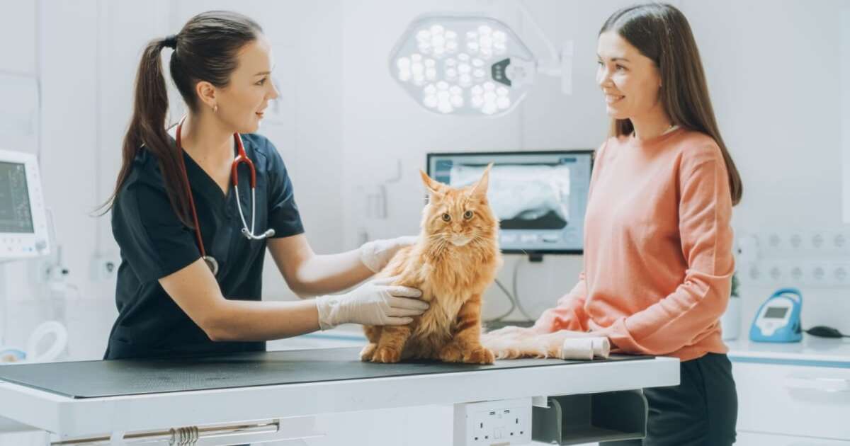 8 cuidados importantes com gatos com FeLV