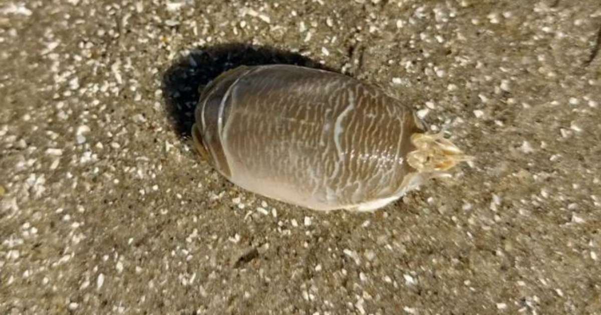 Cadê as tatuíras? Pesquisadores investigam 'sumiço' do crustáceo na ...