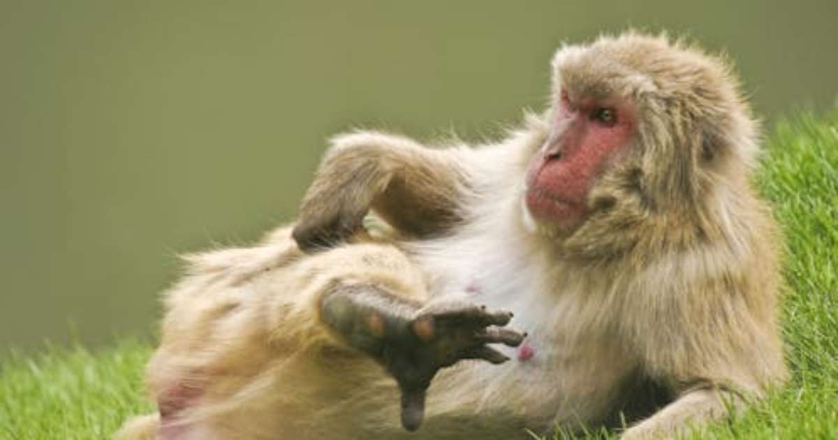 Como os macacos que se coçam muito podem nos ajudar a entender as ...