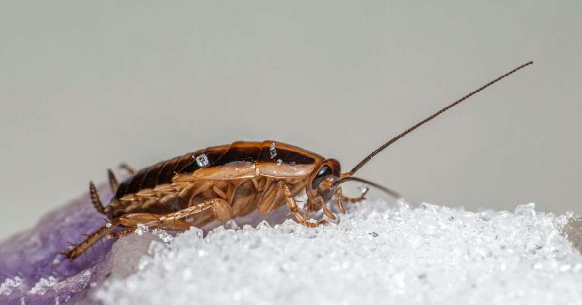 Essa é a comida que as baratas odeiam e que você já tem na sua cozinha