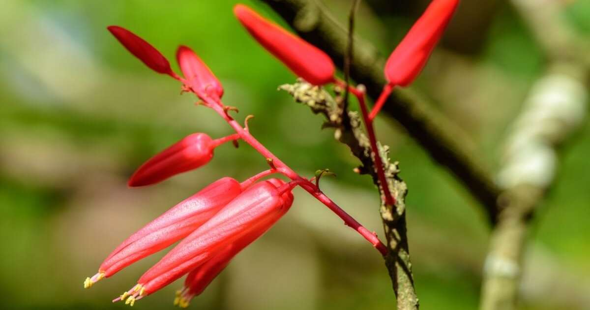 5 benefícios da planta quassia para a saúde e como usá-la