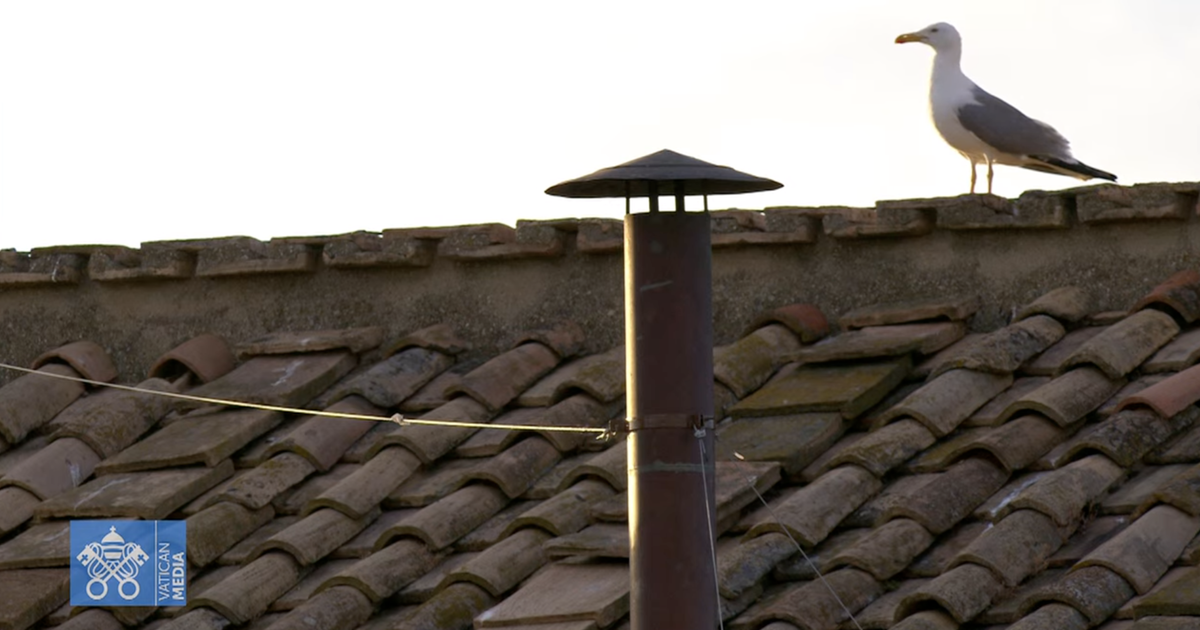 Conclave: saiba qual é a ave que roubou a cena ao lado da chaminé do ...