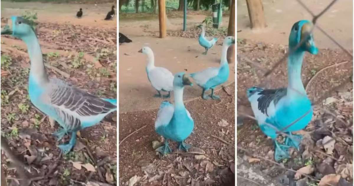 Capivaras e patos azuis são vistos em córrego após vazamento de corante