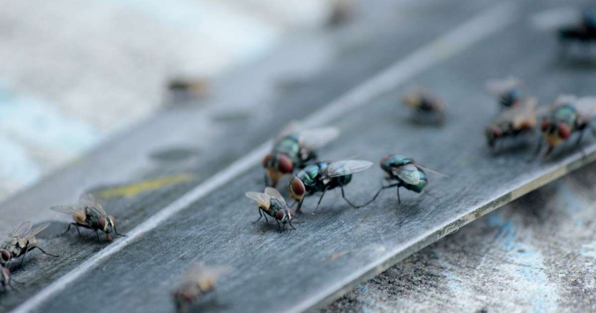 O que significa aparecer muitas moscas na sua casa com frequência ...