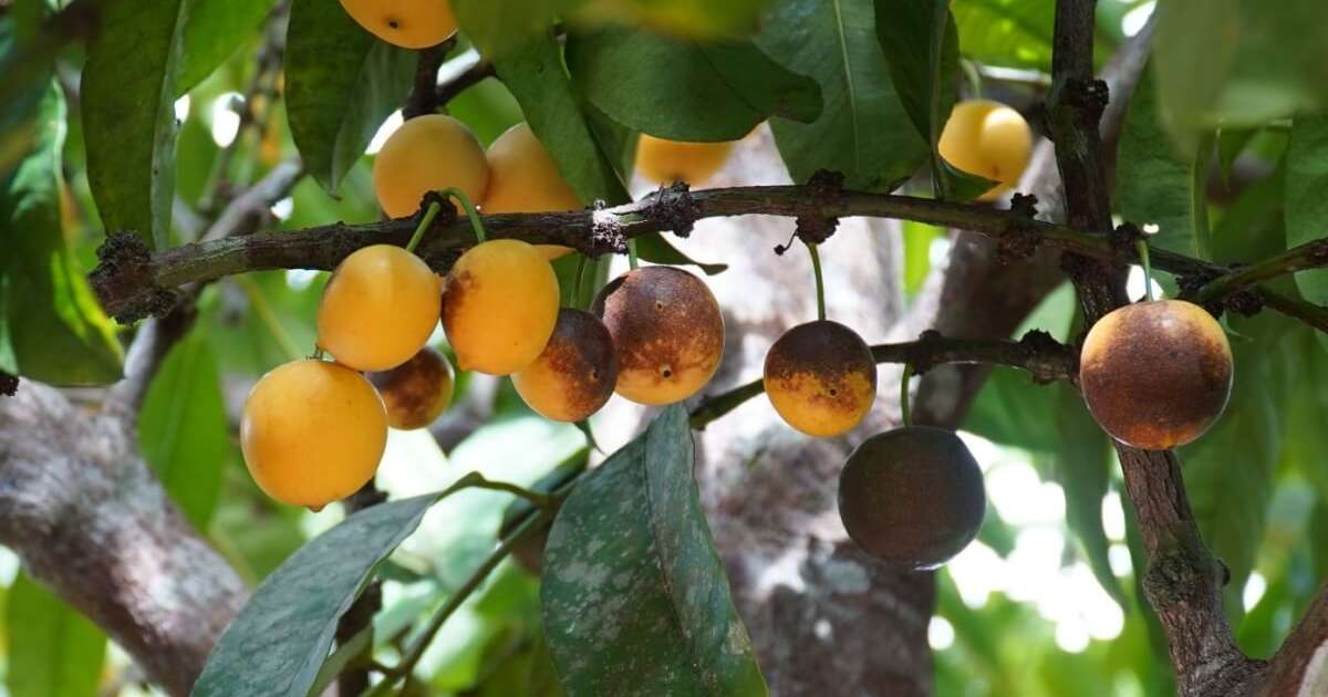 5 benefícios do bacuri para a saúde e como usá-lo