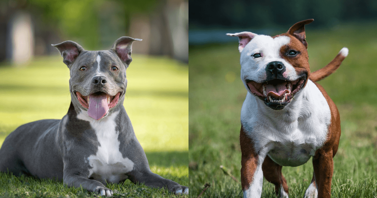 9 diferenças entre as raças pitbull e american staffordshire terrier