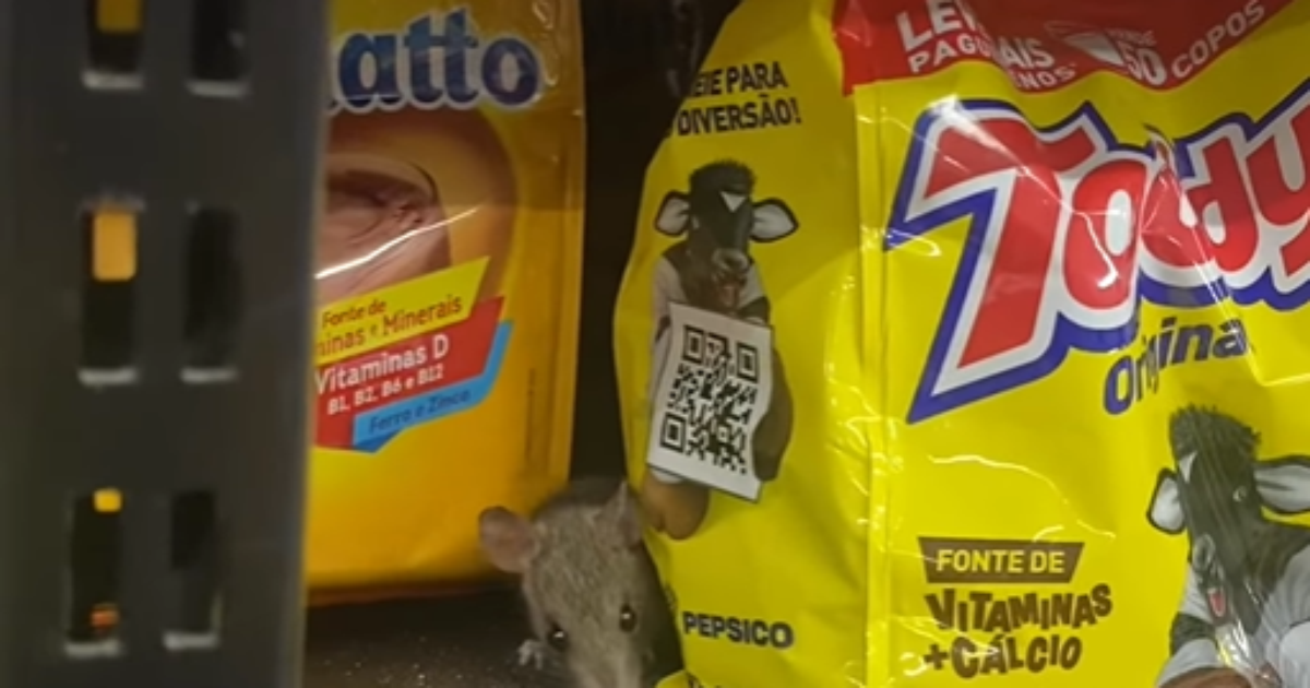 Rato flagrado comendo achocolatado em mercado de Bertioga