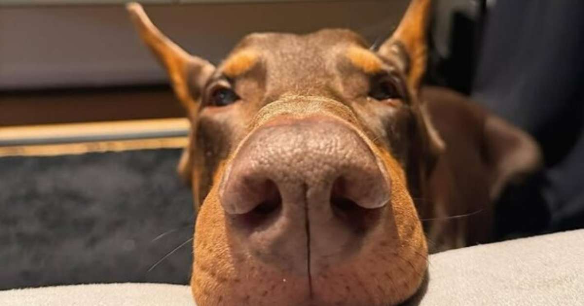 Conheça Nero, o doberman que viralizou no TikTok: 'Meu parceiro de vida ...