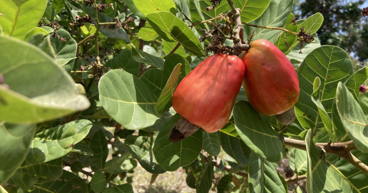 Fruta ou castanha? Curiosidades do caju e os maiores produtores no Brasil