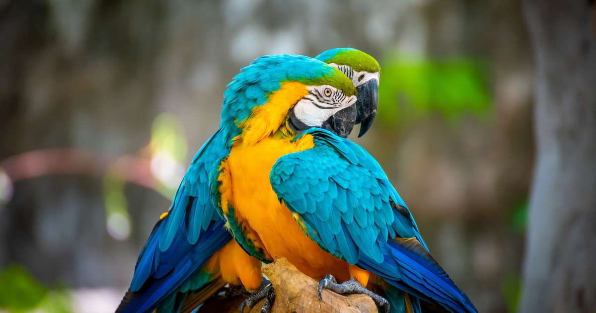 Depois de mais de 200 anos em extinção, espécie de araras ressurge no ...