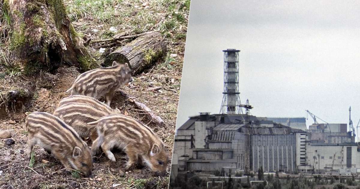 Há anos nos perguntávamos por que os javalis de Chernobyl eram tão radioativos; resposta não ...