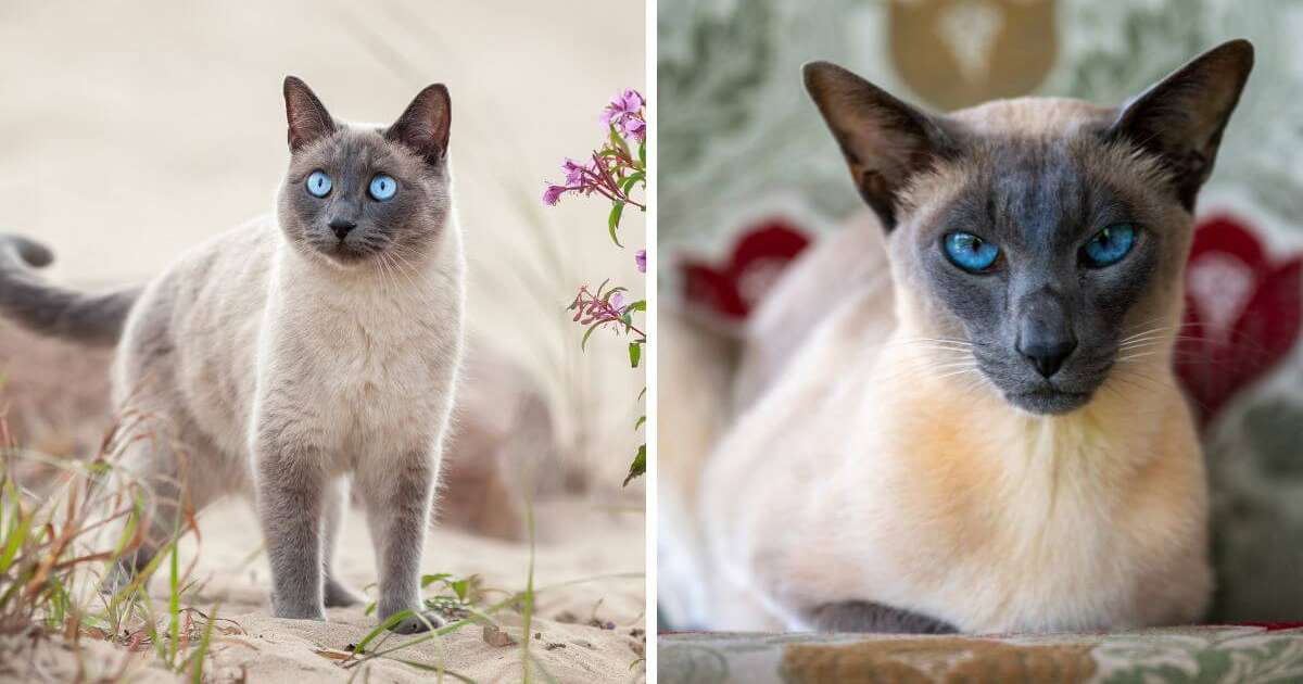 7 diferenças entre os gatos das raças thai e siamês