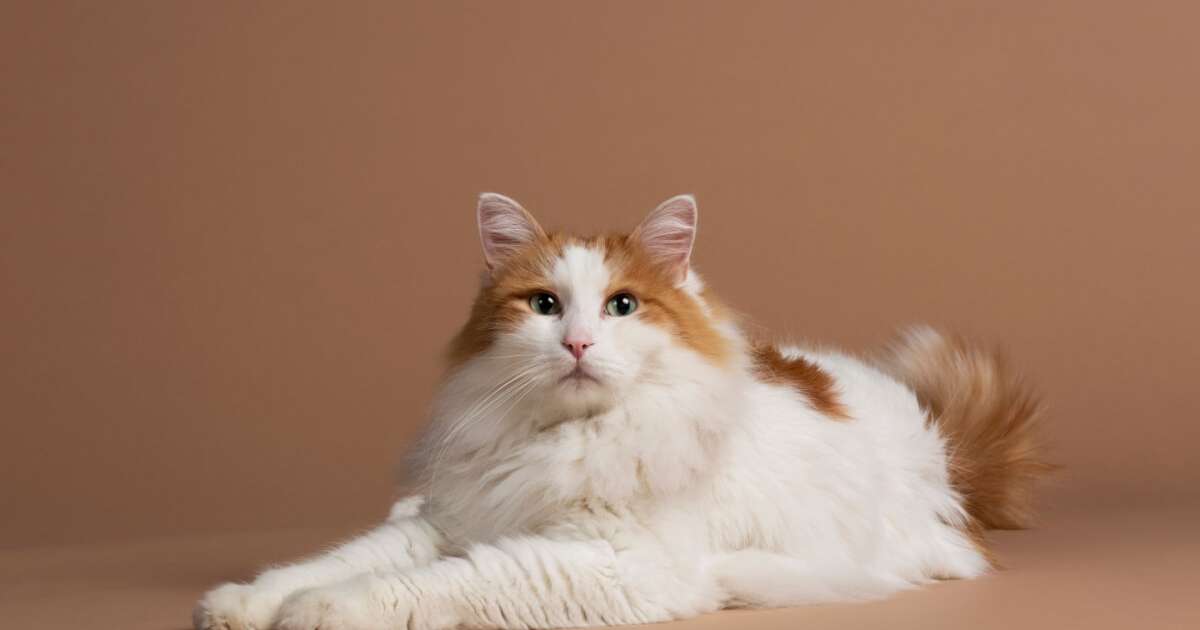 4 características do gato da raça van turco