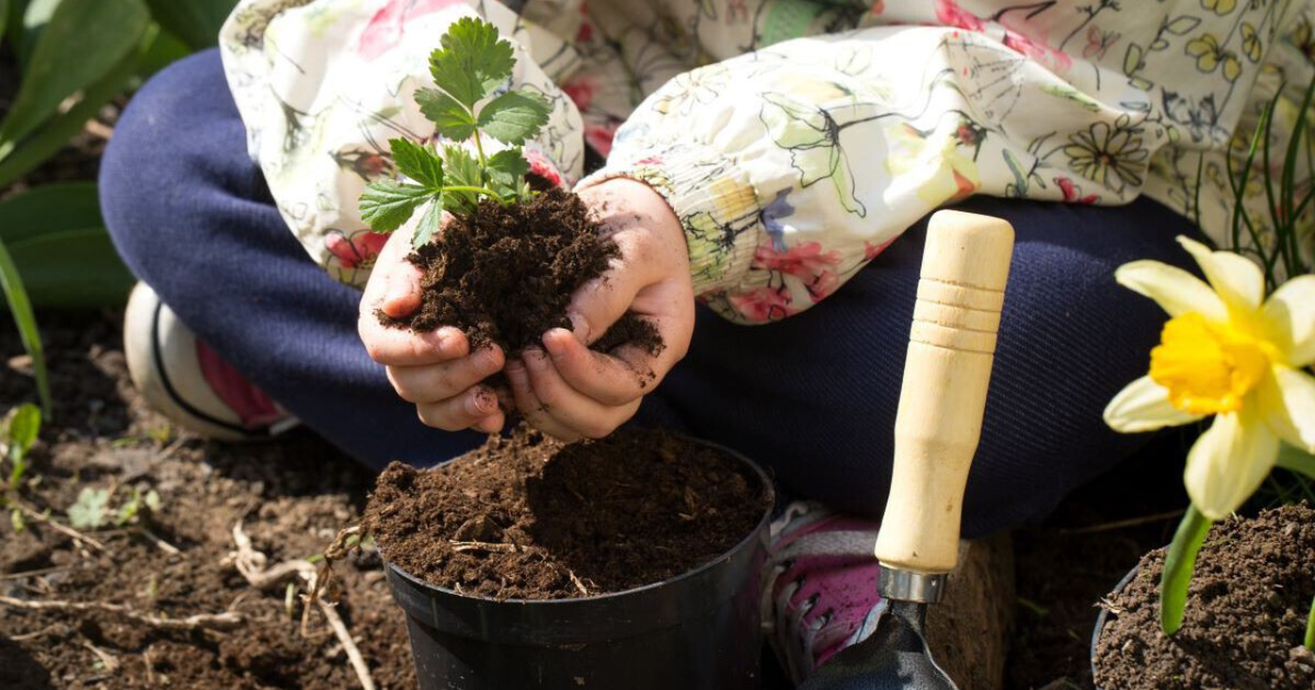 Muito melhor que garrafas: a ferramenta ideal para proteger as plantas ...