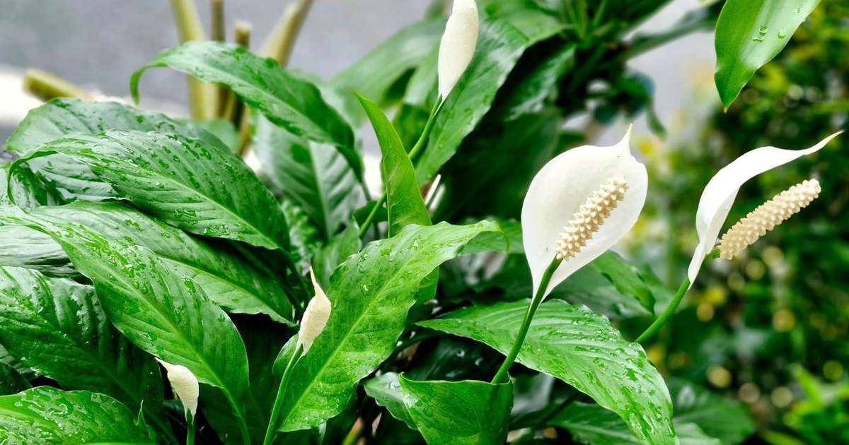 Como cuidar do lírio-da-paz: a planta quase imortal que purifica o ar e floresce o ano todo