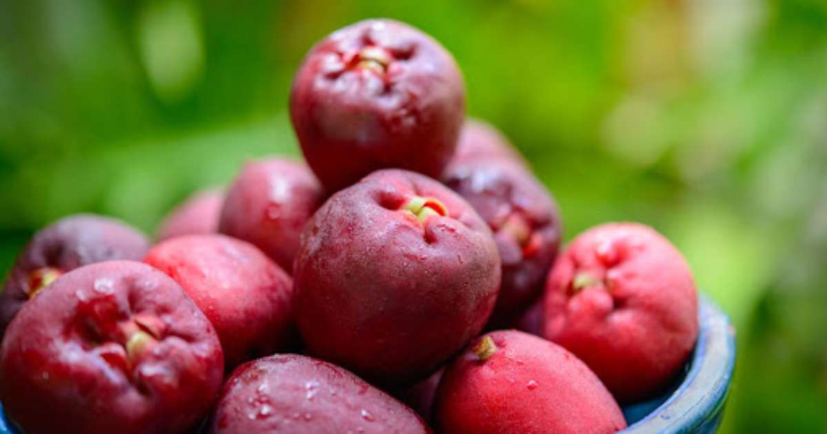 Jambo faz bem para quê? Conheça os benefícios