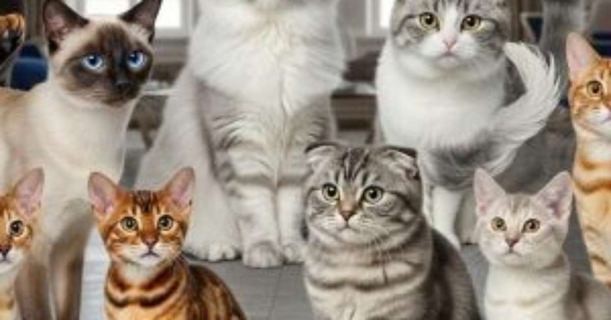 As 10 raças de gatos mais inteligentes do mundo que vão te surpreender