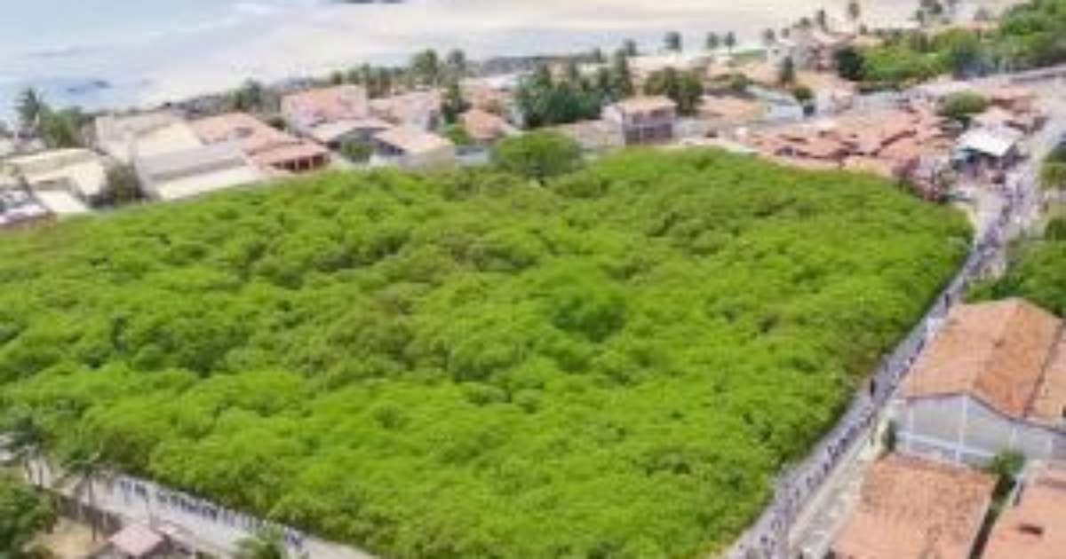 Maior cajueiro do mundo impressiona pelo tamanho e histórias em Pirangi