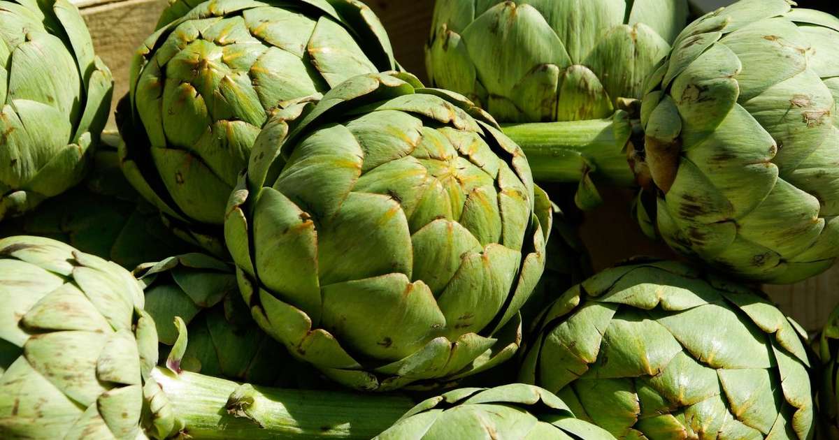 Alcachofra é rica em benefícios para a saúde; confira