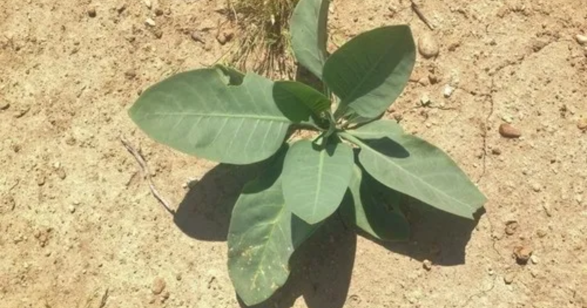 Planta tóxica: quatro são internados em hospital de MG após comerem ...