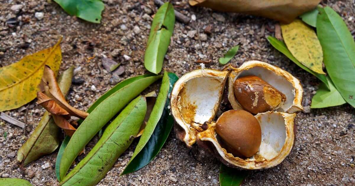 5 benefícios da planta andiroba para a saúde
