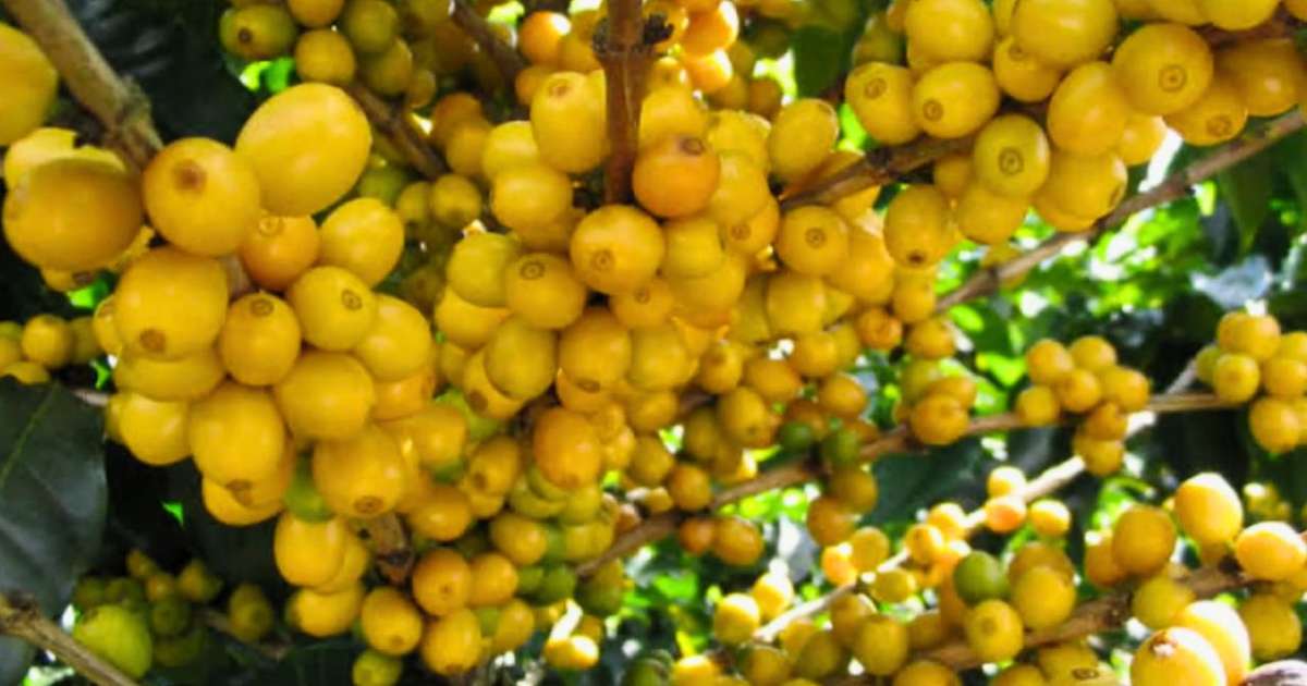 Nanche: fruta pouco conhecida é rica em proteínas e vitamina C