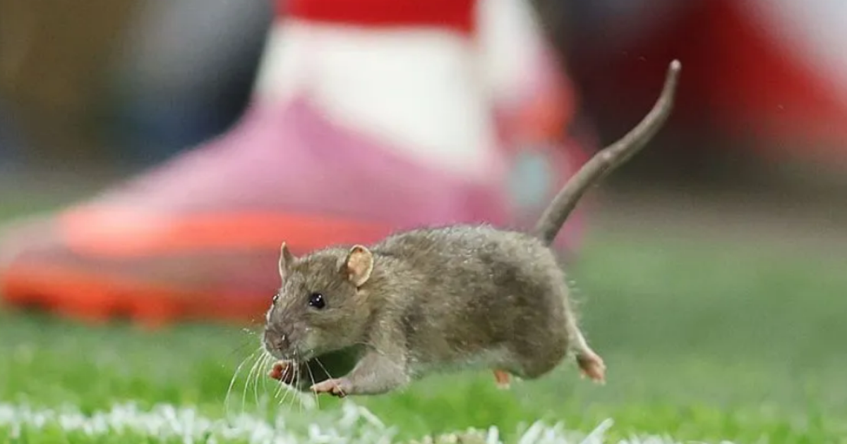Rato invade gramado e paralisa jogo das Eliminatórias para a Copa de 2026