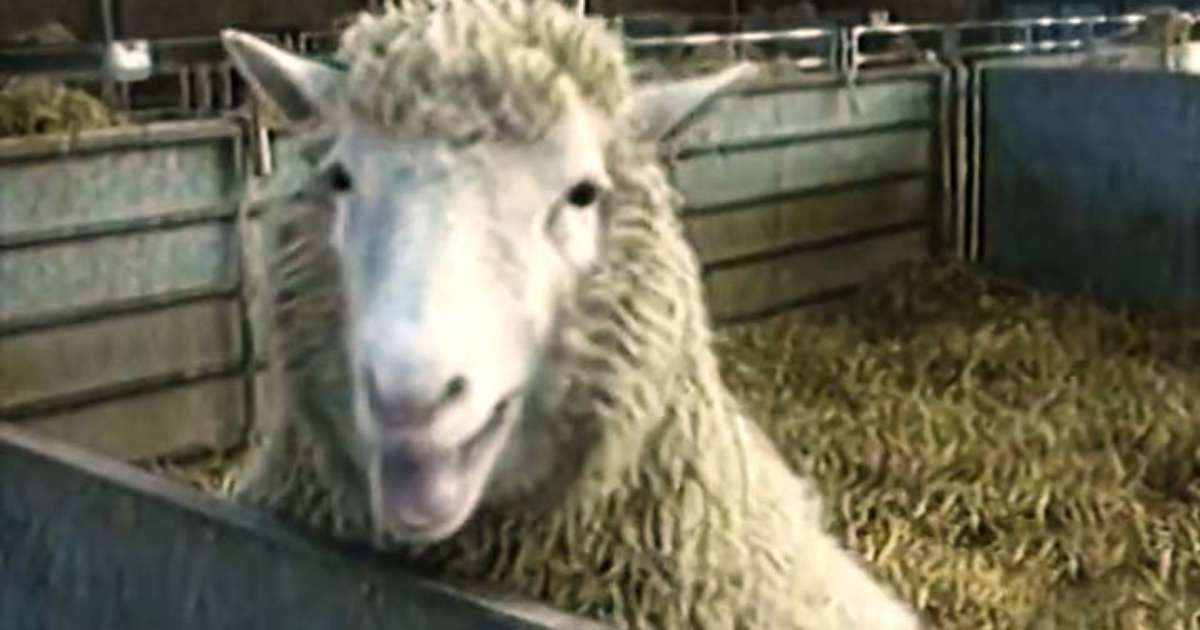 História da ovelha Dolly: Primeiro animal clonado do mundo