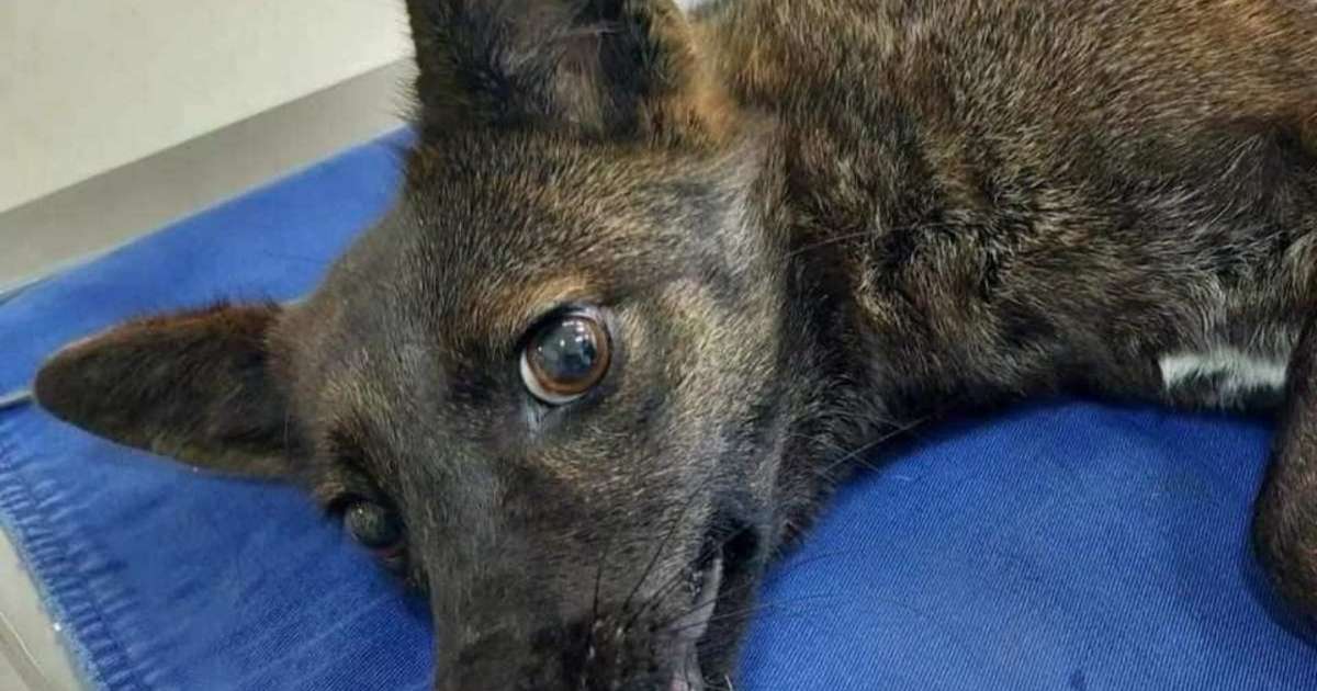 Dogxim: conheça o enigmático animal híbrido descoberto no RS