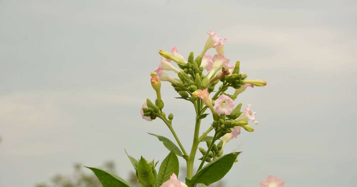 Nicotiana glauca, a 'falsa couve' que pode levar à morte