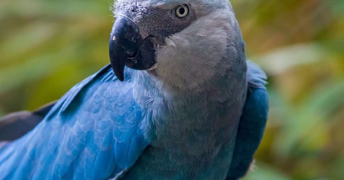 Ararinha-azul volta a ser considerada extinta, após captura de 11 ...