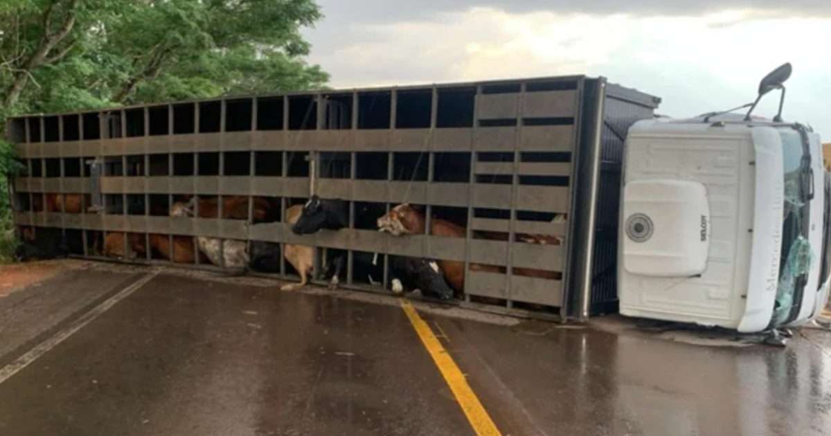 Colisão entre carro e caminhão com gado deixa uma pessoa morta na RS 233