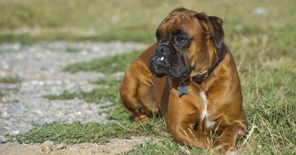 7 segredos do boxer que poucos donos conhecem