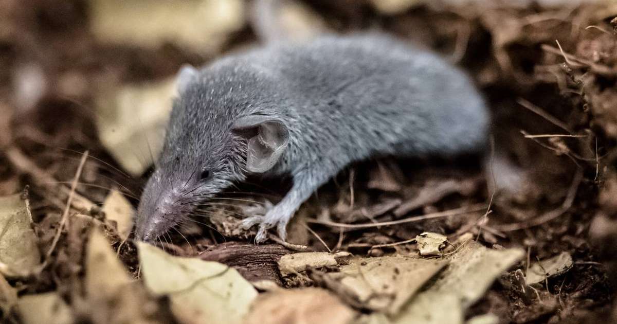 Conheça o musaranho-pigmeu, o menor mamífero do mundo