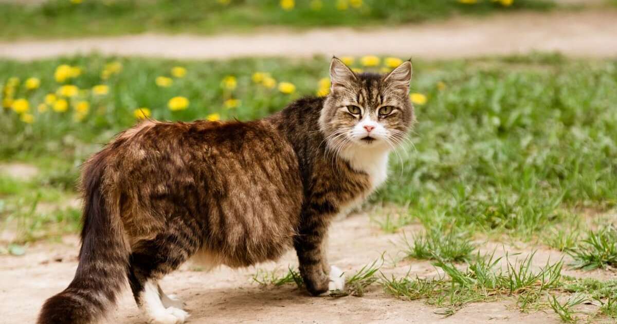 Gestação de gata: confira cada etapa e os cuidados necessários
