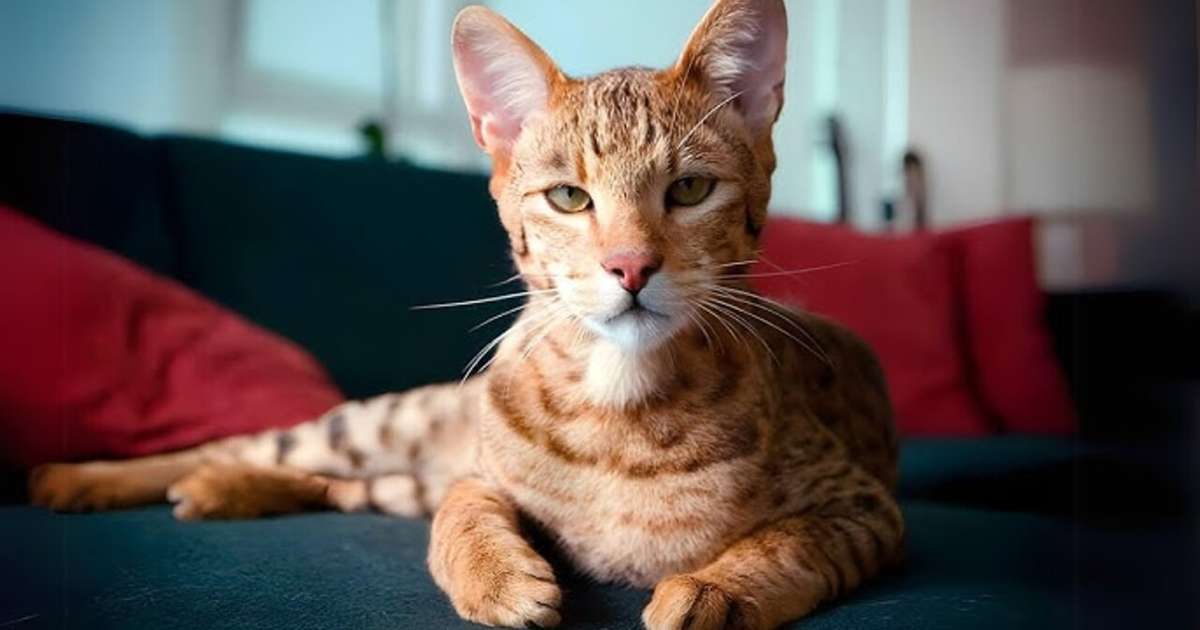 Ashera: o gato mais caro do mundo e a história por trás do felino de luxo