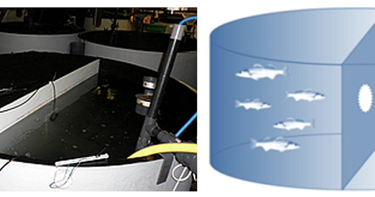 Tímidos, ousados, ansiosos… os peixes também têm personalidade