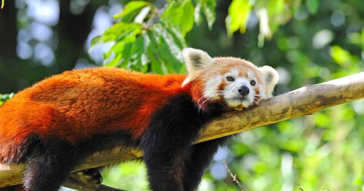Firefox da vida real: conheça o panda-vermelho e seus riscos de extinção