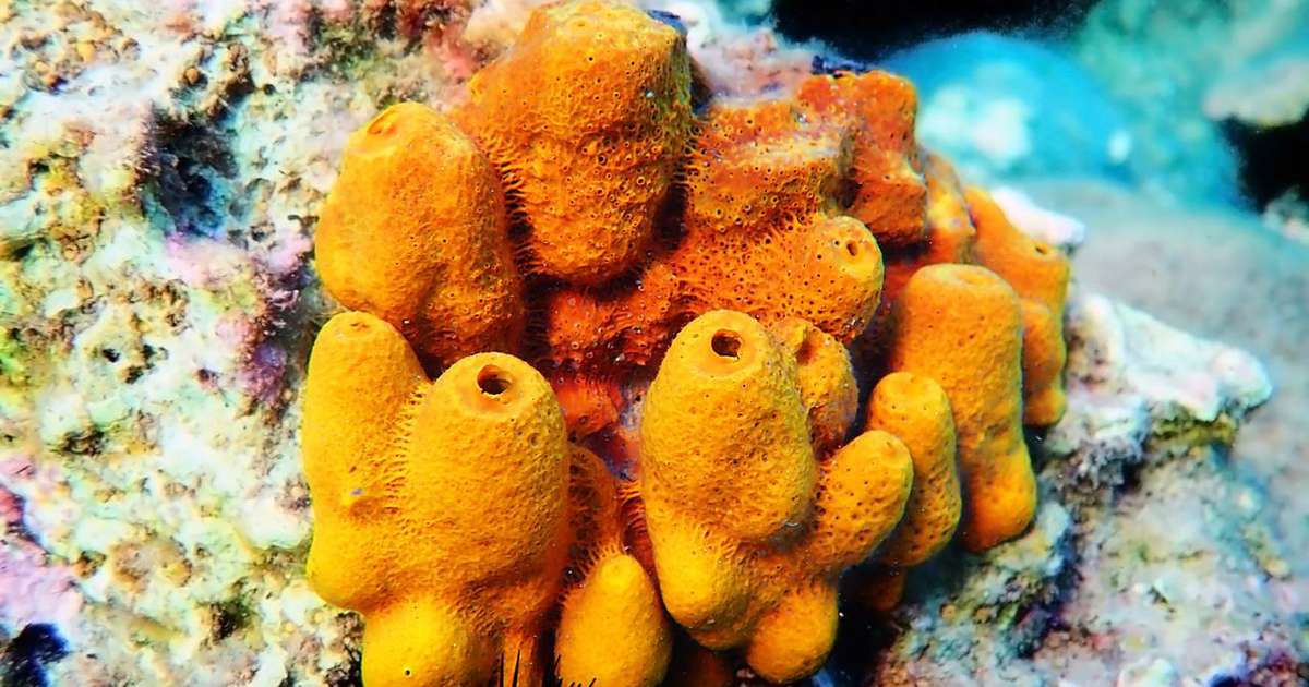 O animal mais antigo do mundo vive ainda hoje nos oceanos