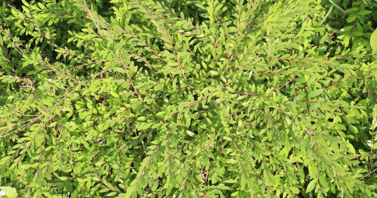 SUS anuncia primeiro medicamento fitoterápico; descubra qual é