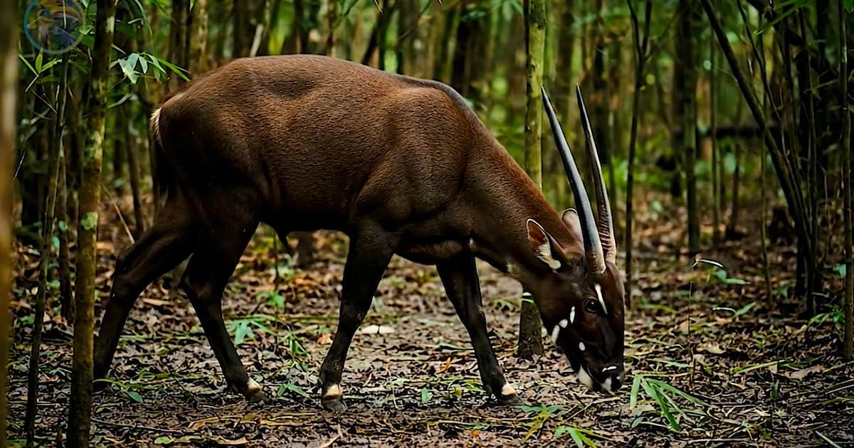 Conheça o Saola: o 'unicórnio' perdido das florestas do Sudeste Asiático