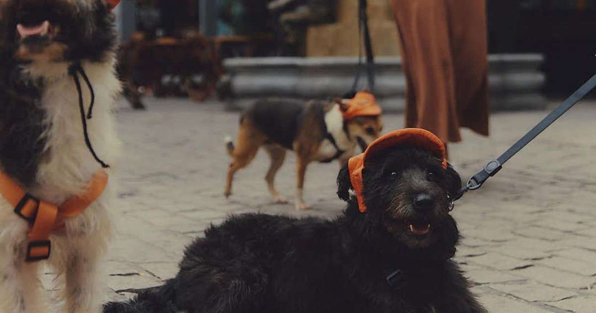 CãoDulas: cães de famosos entram em quadra no Rio Open
