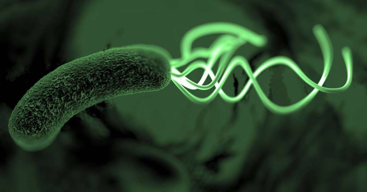 Tudo sobre a bactéria H. pylori e suas consequências no organismo