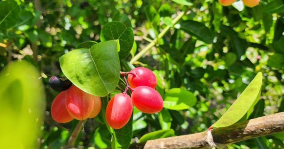 Essa é a fruta mais doce do mundo e existe um motivo: ela muda o sabor ...